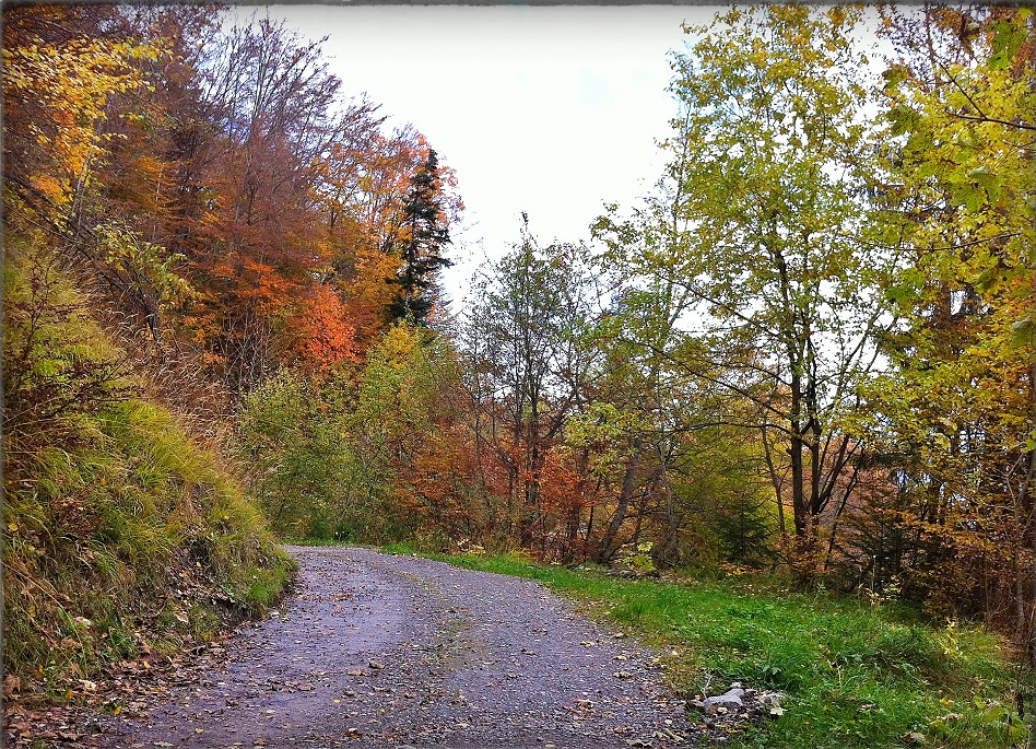 L'automne : sans doute la meilleure période pour la chasse