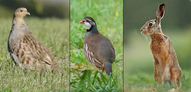 L'état du gibier en France en 2017 : où en est-on
