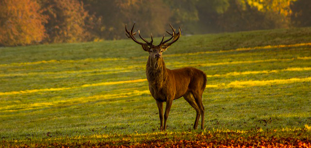 Le cerf : le plus majestueux de nos grands gibiers